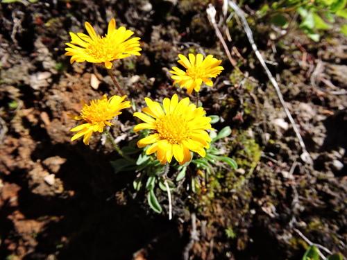 Alpine yellow fleabane (Erigeron aureus) Care Guide: Pests, Diseases ...