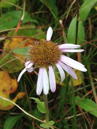 Subalpine fleabane (Erigeron peregrinus) Care Guide: Pests, Diseases ...