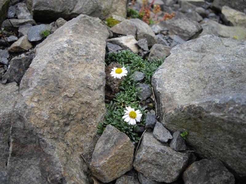 Winn falls fleabane (Erigeron scopulinus) Care Guide: Pests, Diseases ...