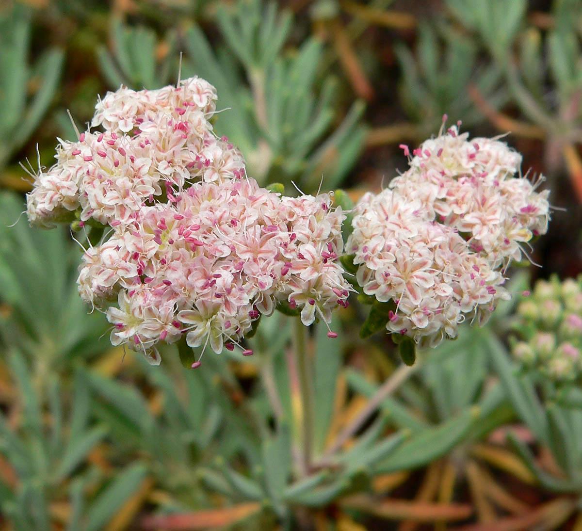 Santa cruz island buckwheat (Eriogonum arborescens) Care Guide: Pests ...