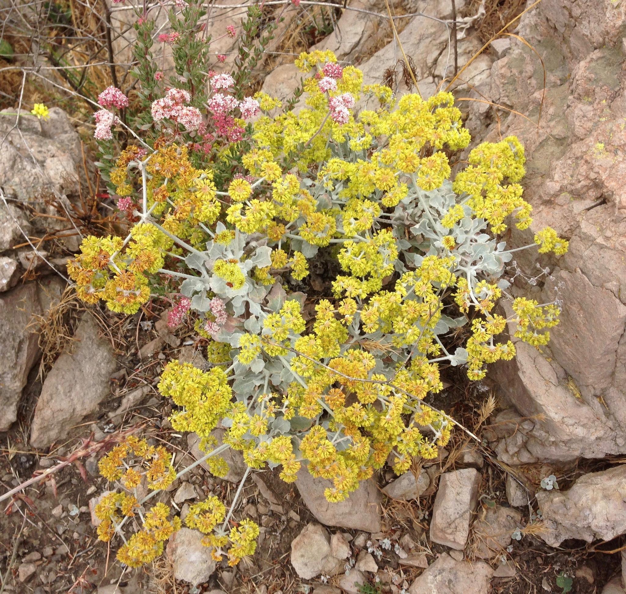 Conejo buckwheat (Eriogonum crocatum) Care Guide: Pests, Diseases ...