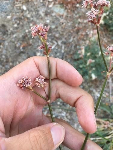 Tall woolly buckwheat (Eriogonum elatum) Care Guide: Pests, Diseases ...