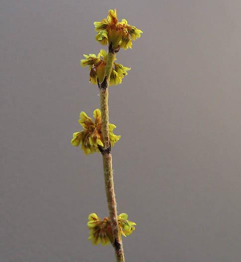 Slender woolly buckwheat (Eriogonum gracile) Care Guide: Pests ...