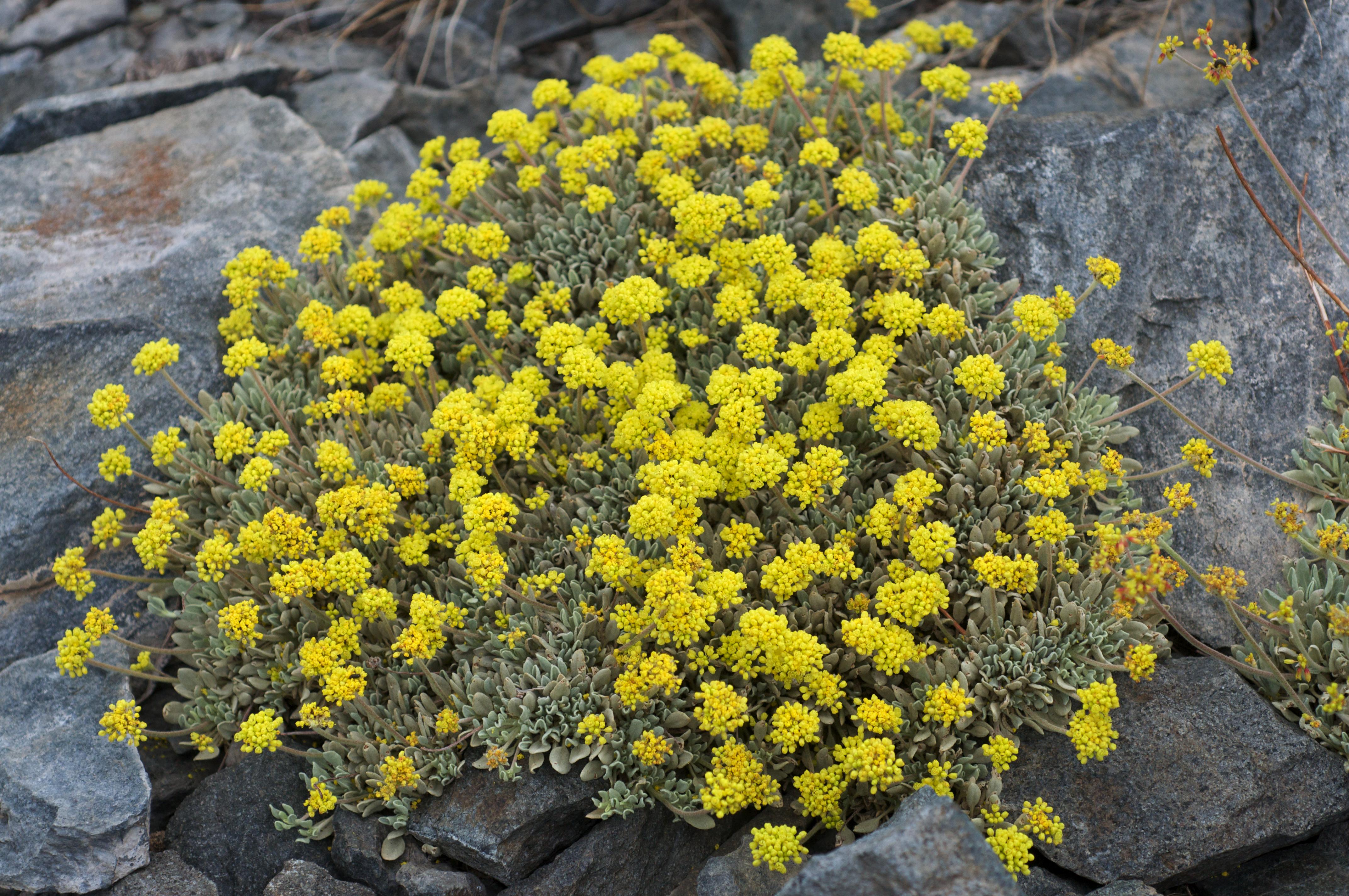 Frosted buckwheat (Eriogonum incanum) Care Guide: Pests, Diseases ...