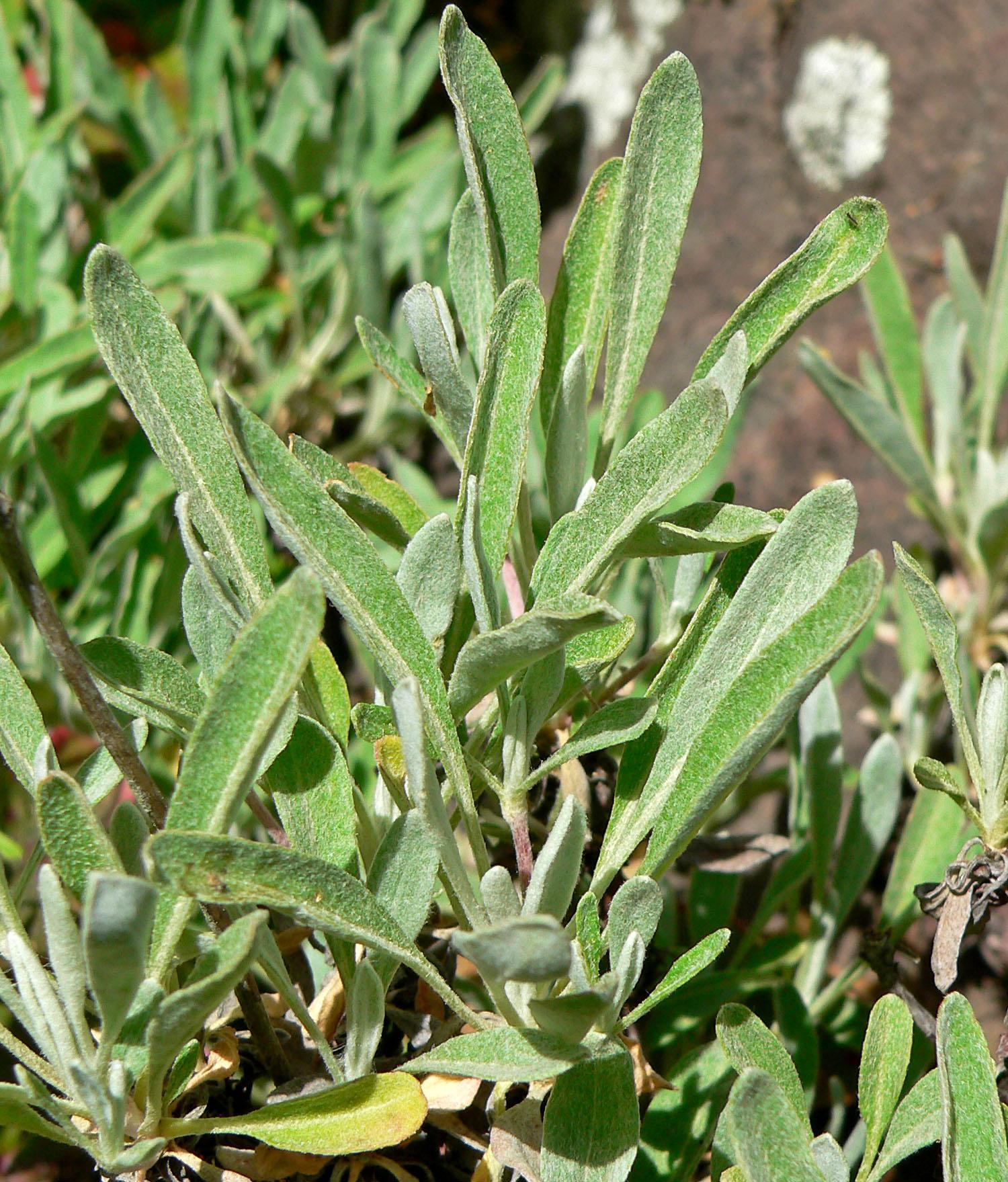 Snow buckwheat (Eriogonum niveum) Care Guide: Pests, Diseases, Watering ...