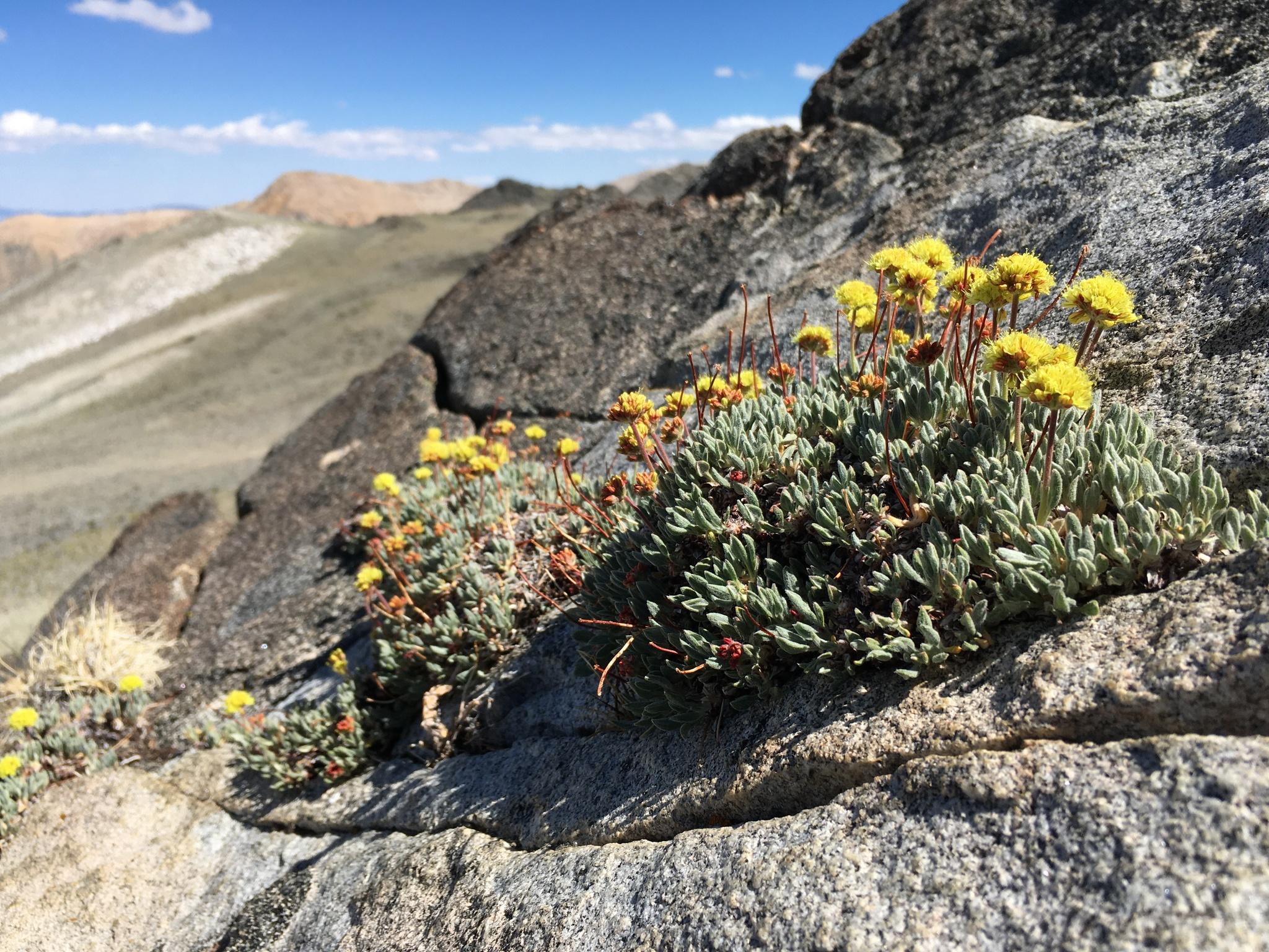 Rosy buckwheat (Eriogonum rosense) Care Guide: Pests, Diseases ...