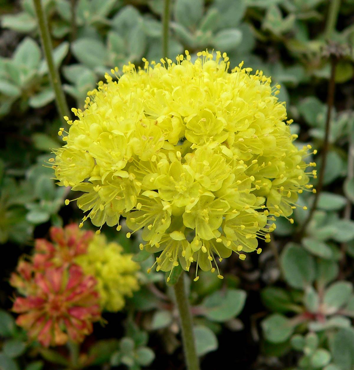 How to Propagate Sulphurflower Buckwheat: Complete Propagation Guide ...