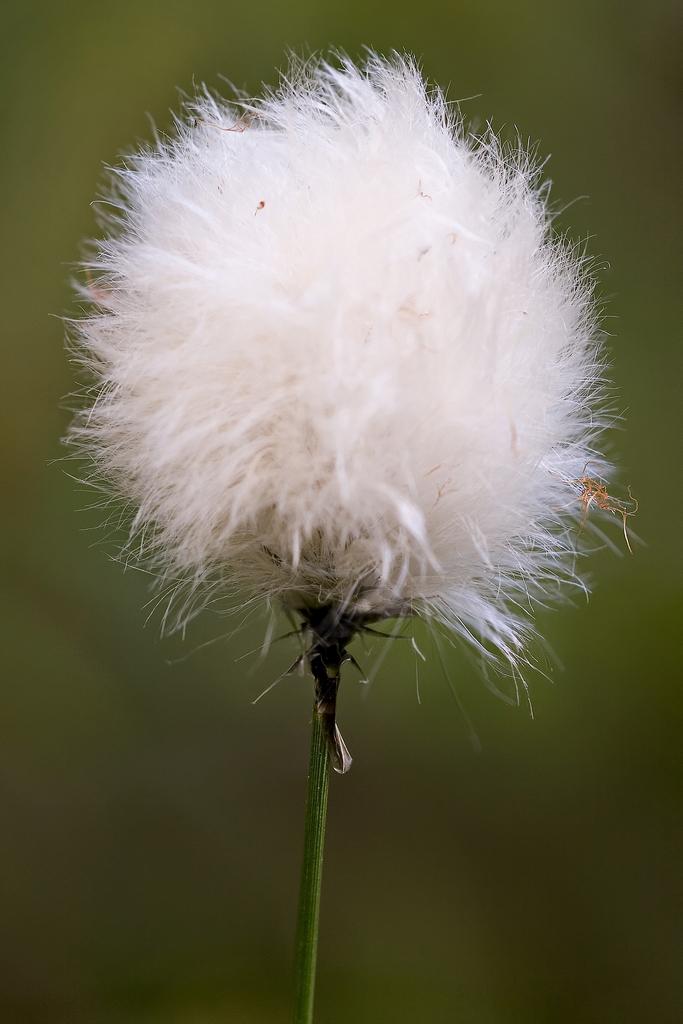 Slender cotton-grass (Eriophorum gracile) Care Guide: Pests, Diseases ...