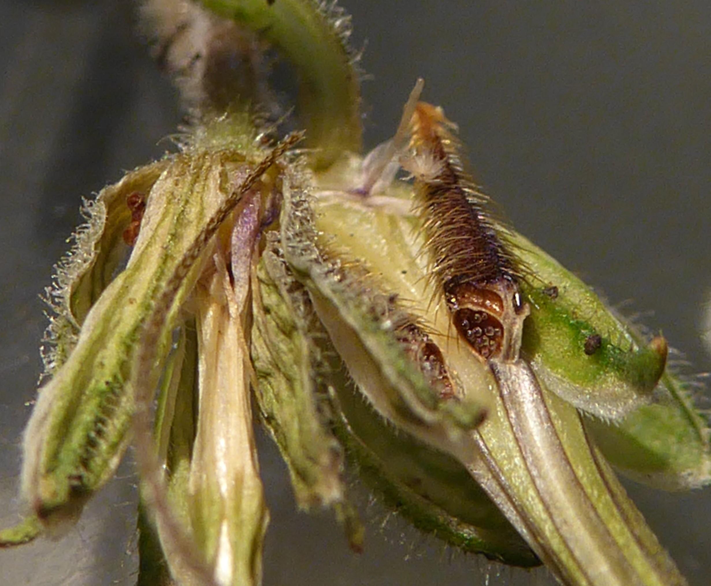 Musky stork's bill (Erodium moschatum) Care Guide: Pests, Diseases ...