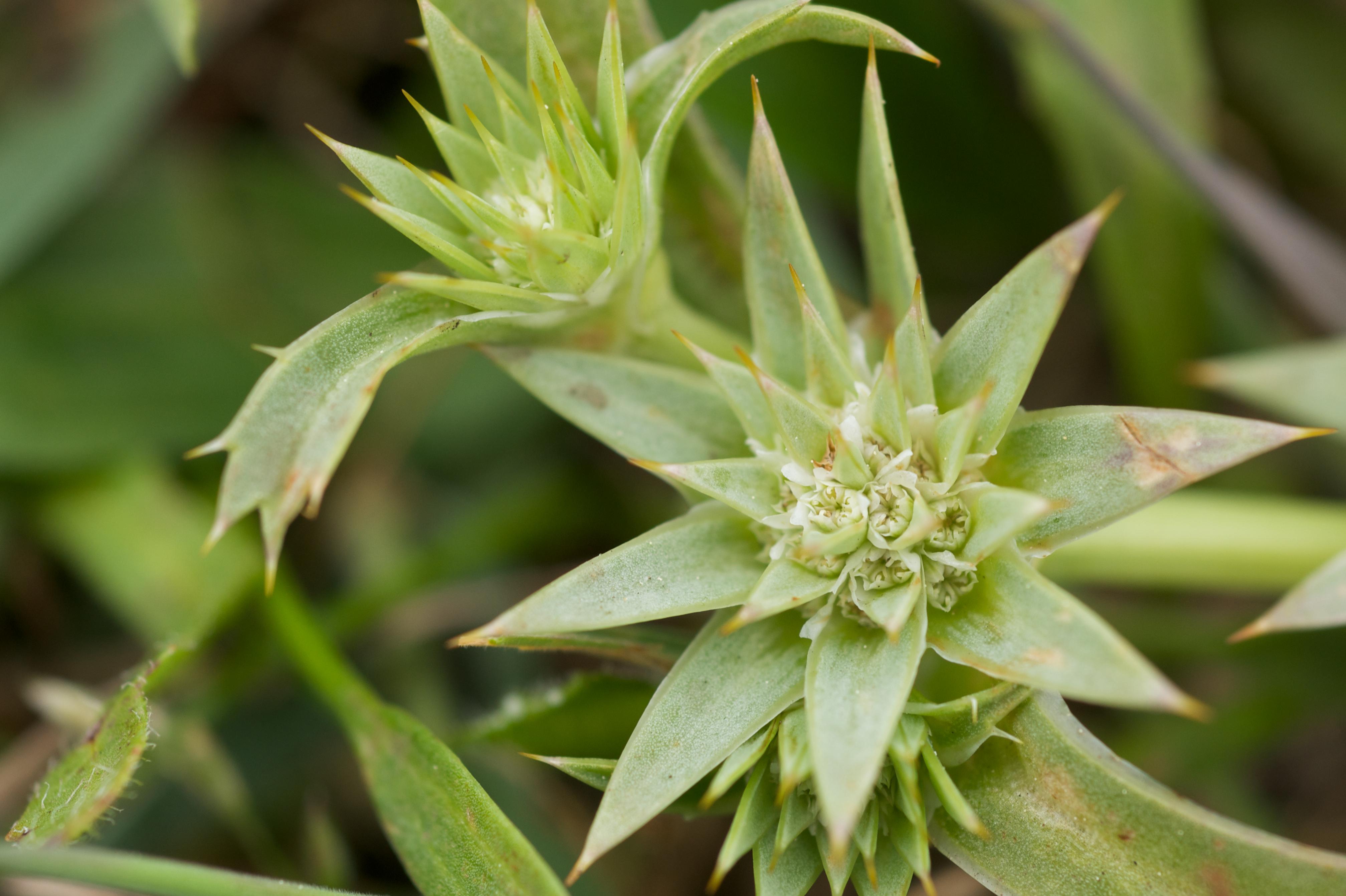 Coastal eryngo (Eryngium armatum) Care Guide: Pests, Diseases, Watering ...