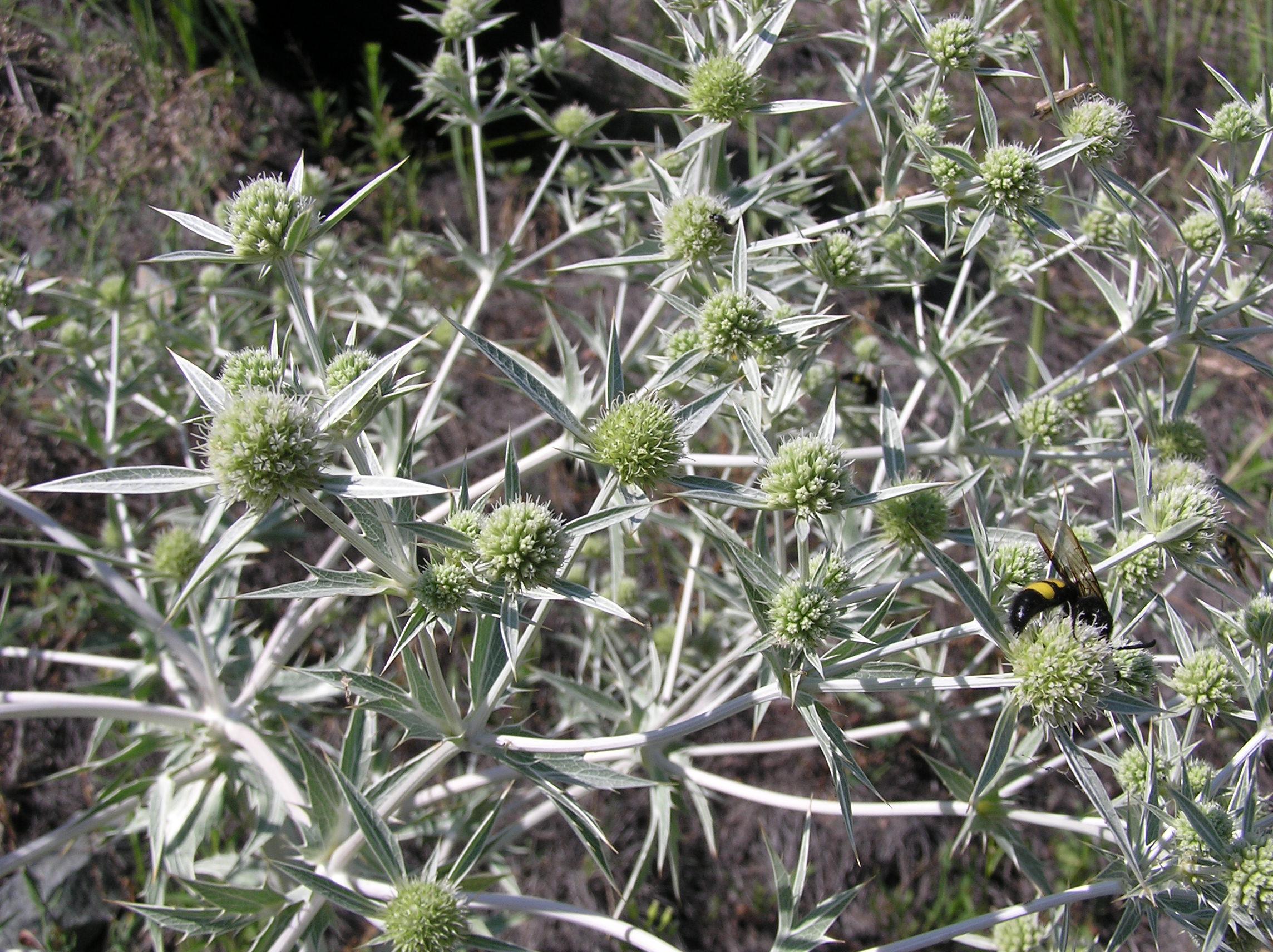 Field eryngo (Eryngium campestre) Care Guide: Pests, Diseases, Watering ...