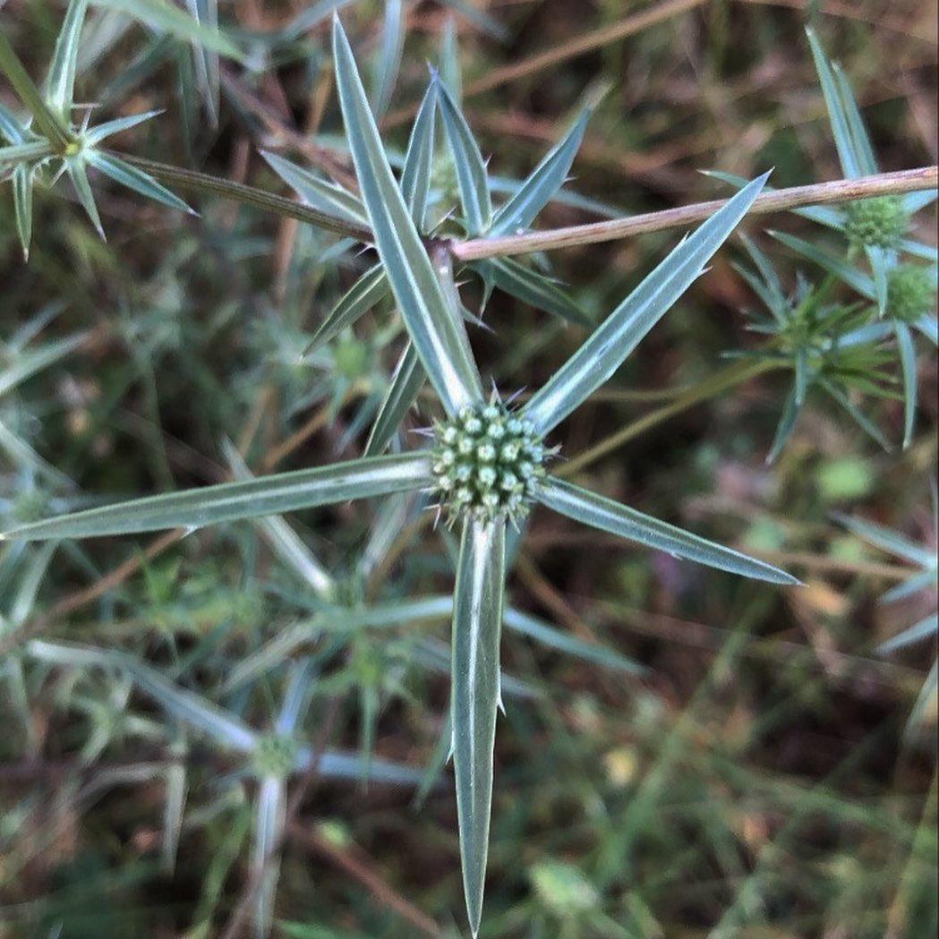 Field eryngo (Eryngium creticum) Care Guide: Pests, Diseases, Watering ...