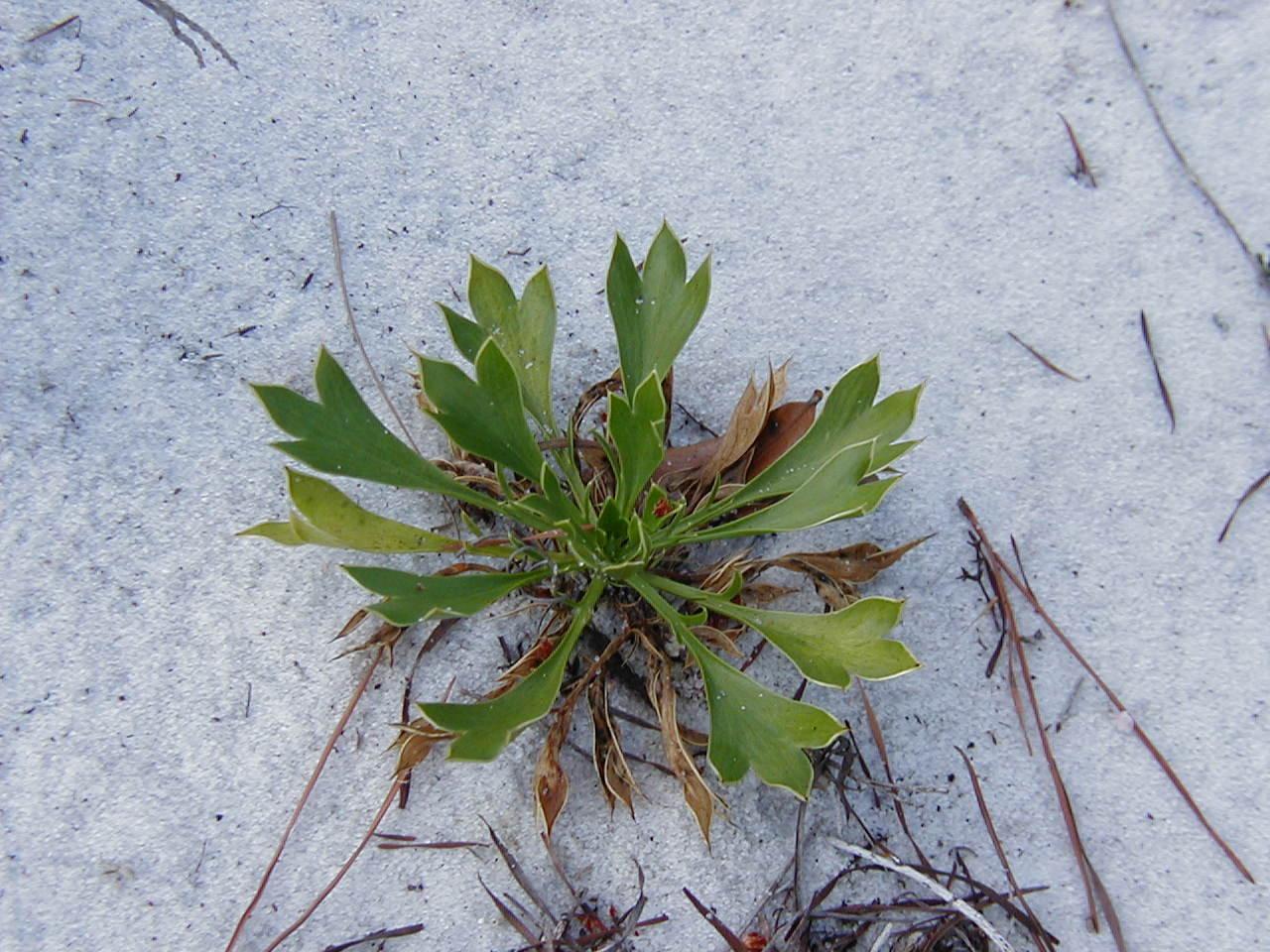 Wedgeleaf eryngo (Eryngium cuneifolium) Care Guide: Pests, Diseases ...