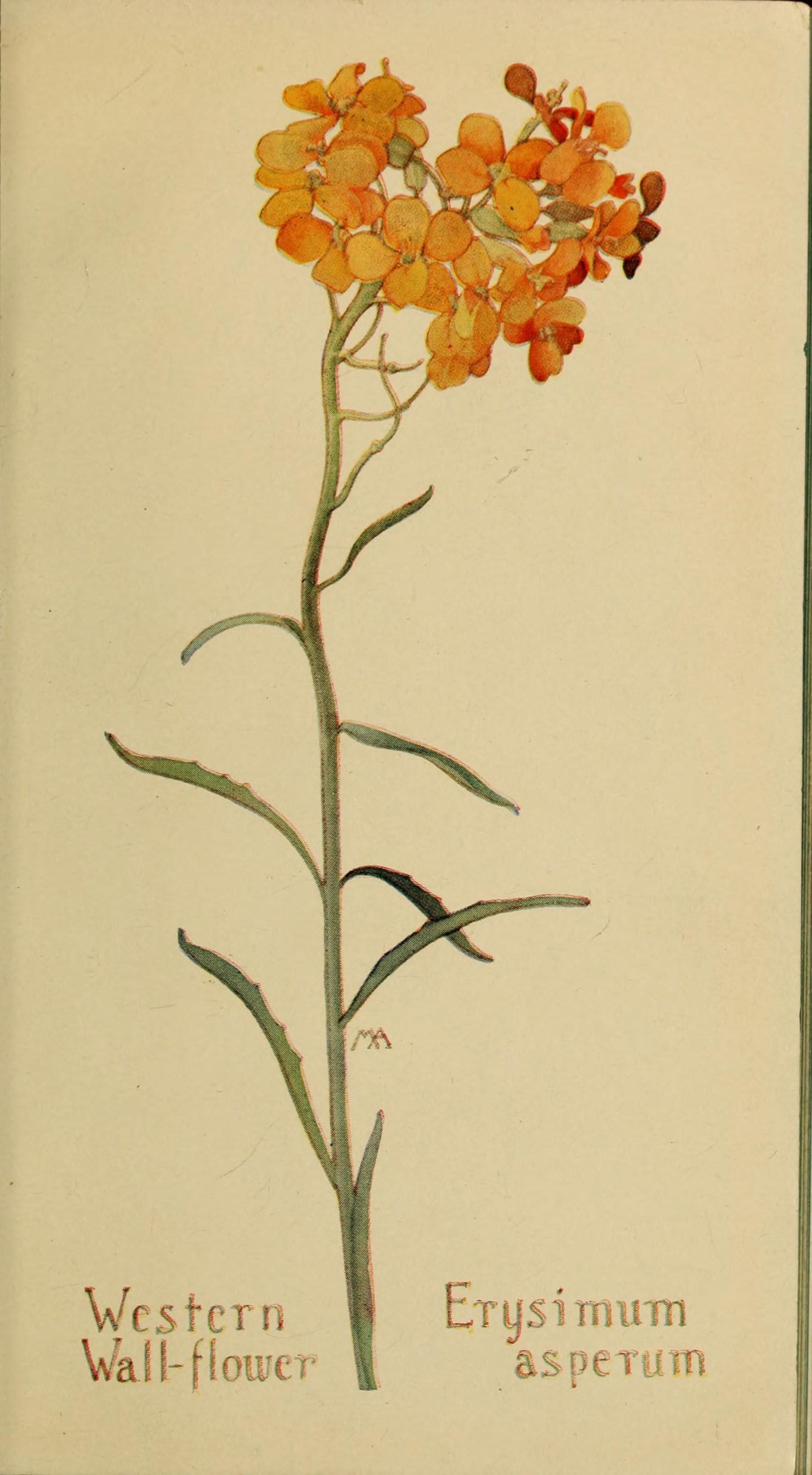 Western wallflower (Erysimum asperum) Care Guide: Pests, Diseases ...