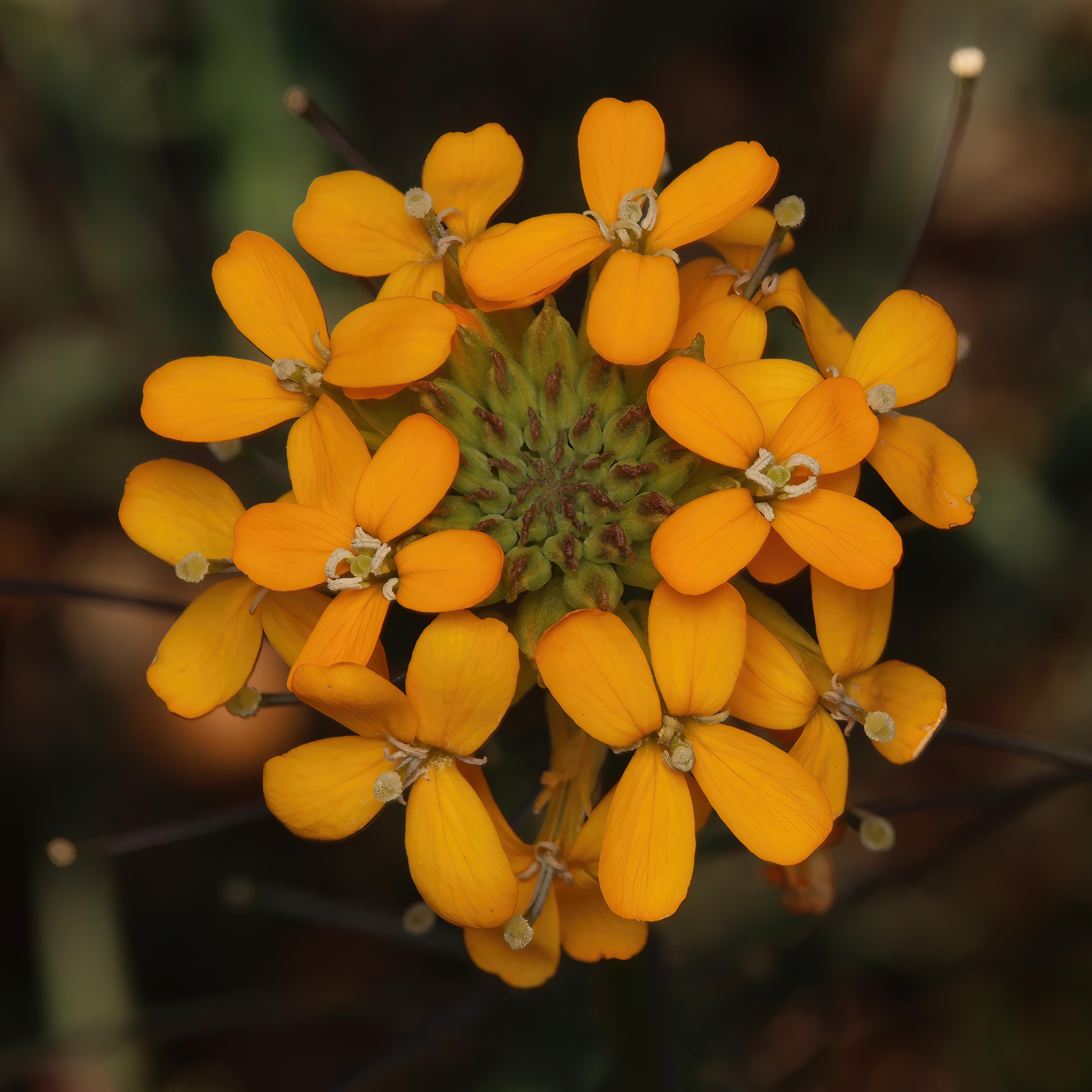 Western wallflower (Erysimum capitatum) Care Guide: Pests, Diseases ...