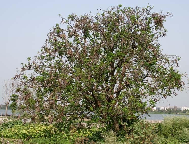 Indian coral tree (Erythrina variegata) Care Guide: Pests, Diseases ...