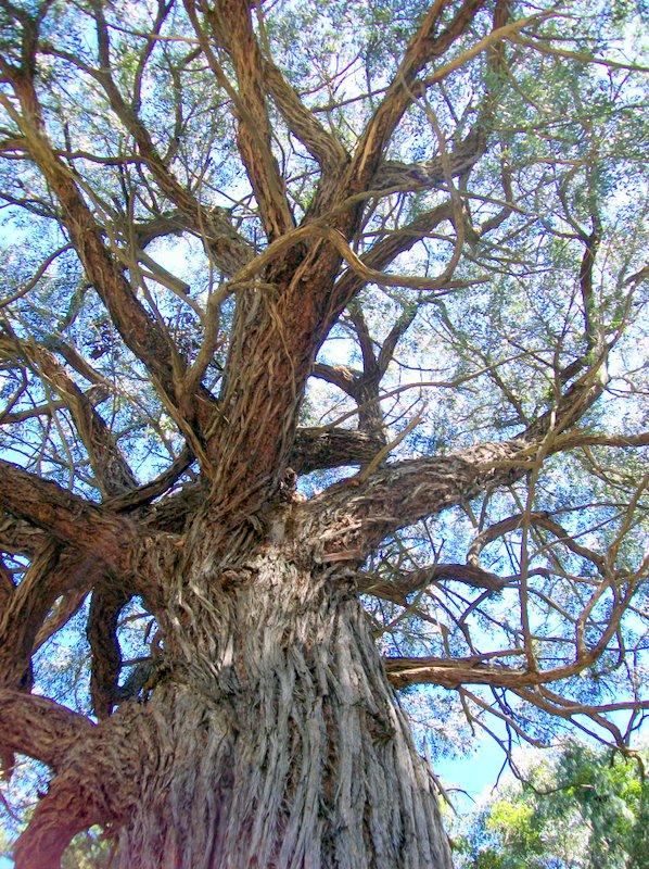 Blue-leaf stringybark (Eucalyptus agglomerata) Care Guide: Pests ...
