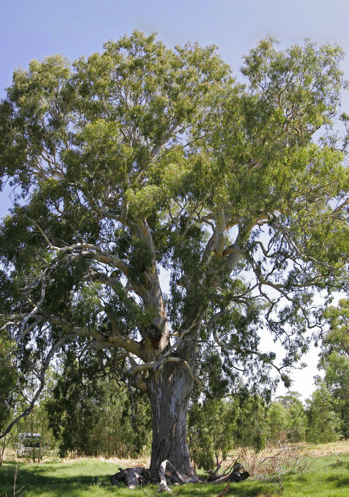 How to Propagate River red gum: Complete Propagation Guide | PlantJoy