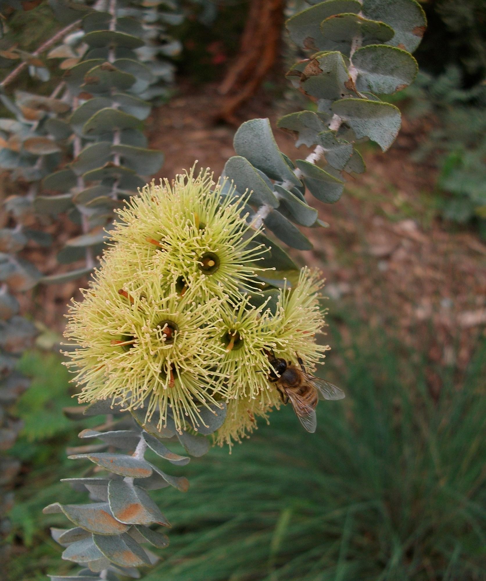 Book-leaf mallee (Eucalyptus kruseana) Care Guide: Pests, Diseases ...