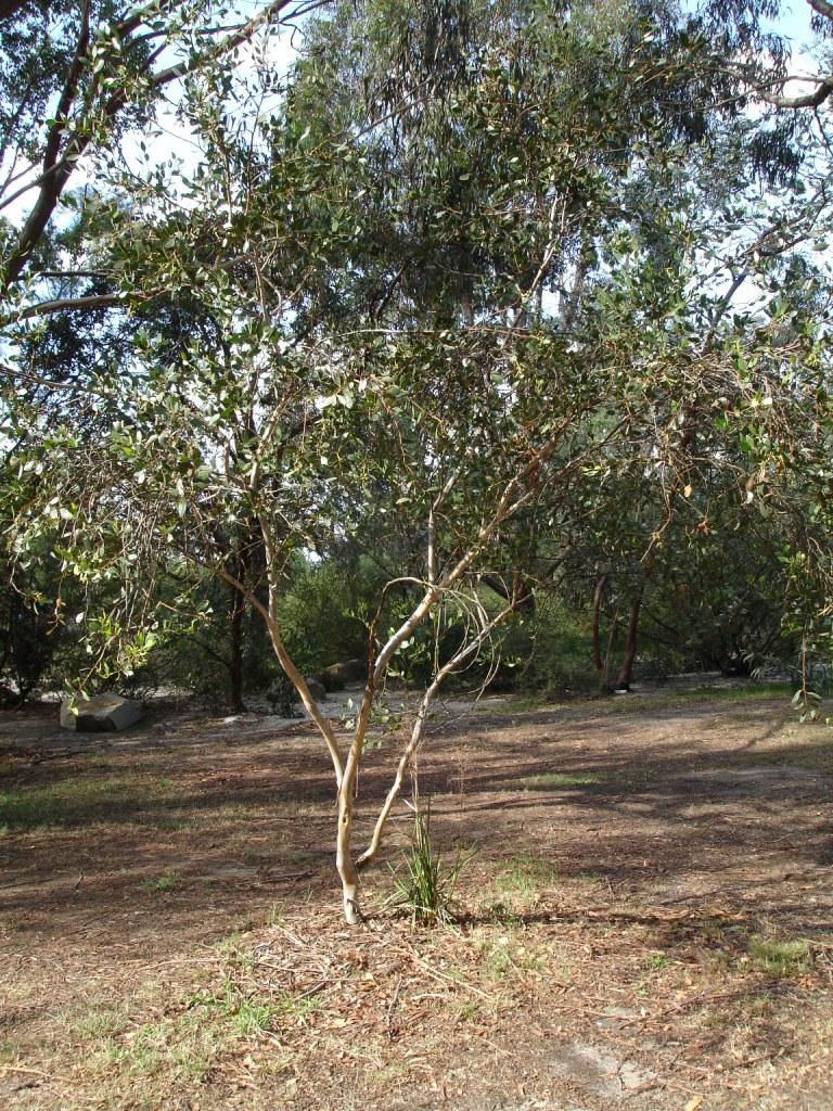 Round-leaved moort (Eucalyptus platypus) Care Guide: Pests, Diseases ...