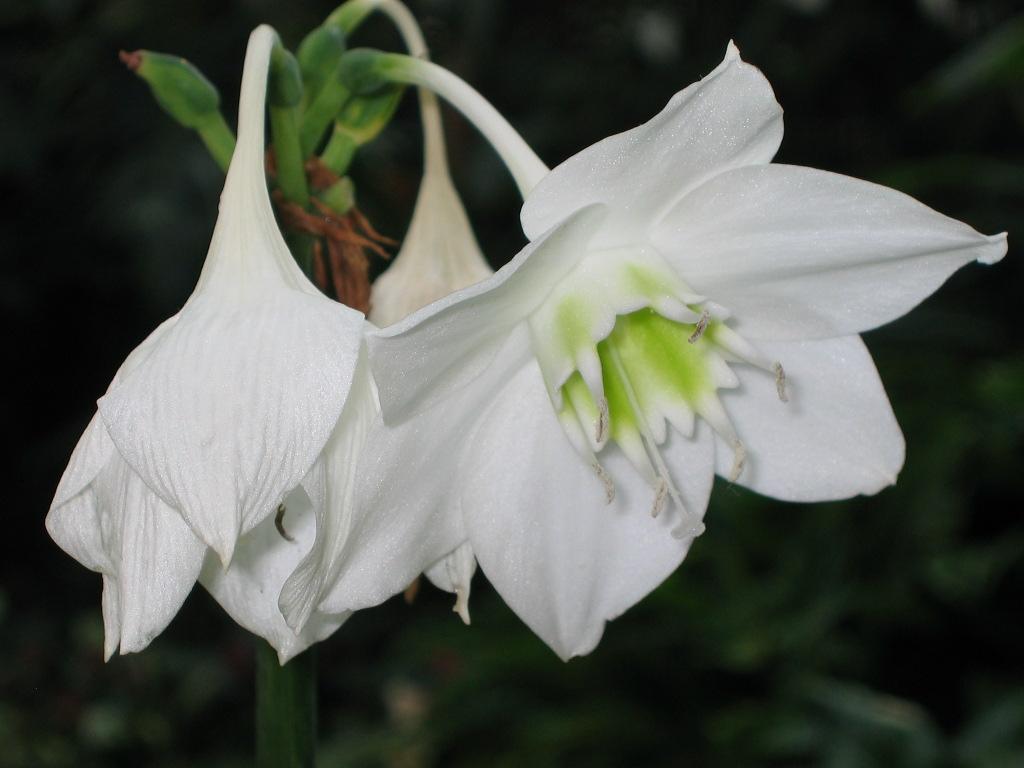 How to Propagate Amazon Lily: Complete Propagation Guide | ForwardPlant
