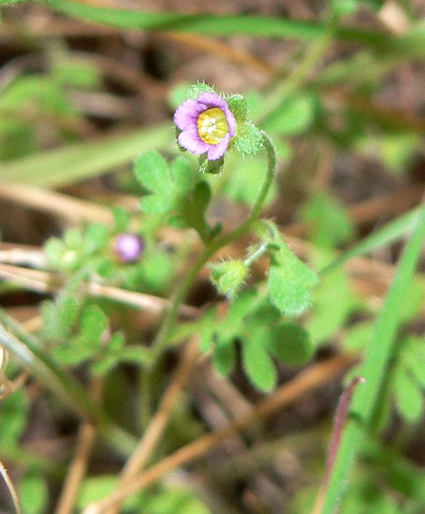 Dainty desert hideseed (Eucrypta micrantha) Care Guide: Pests, Diseases ...