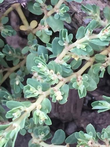 Limestone sandmat (Euphorbia blodgettii) Care Guide: Pests, Diseases ...