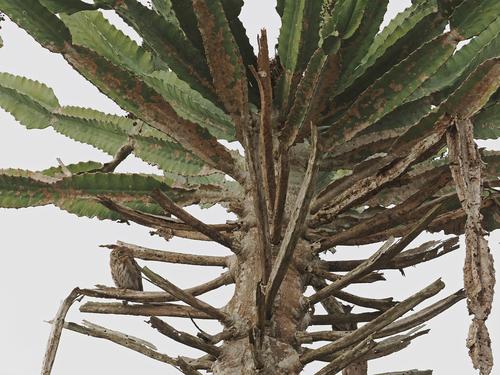 How to Prune Candelabra tree: Complete Pruning Guide | ForwardPlant