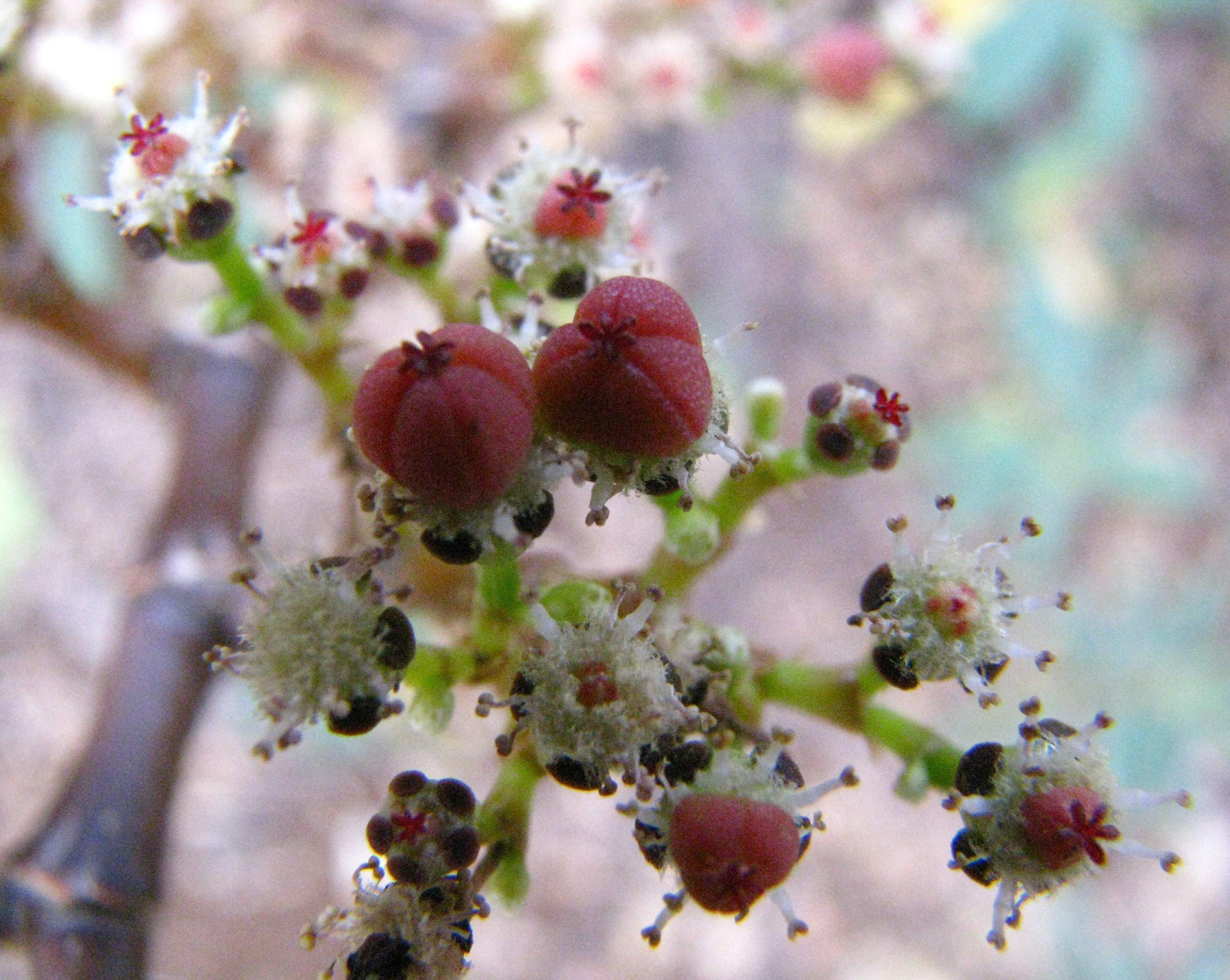 'ekoko (Euphorbia celastroides) Care Guide: Pests, Diseases, Watering ...