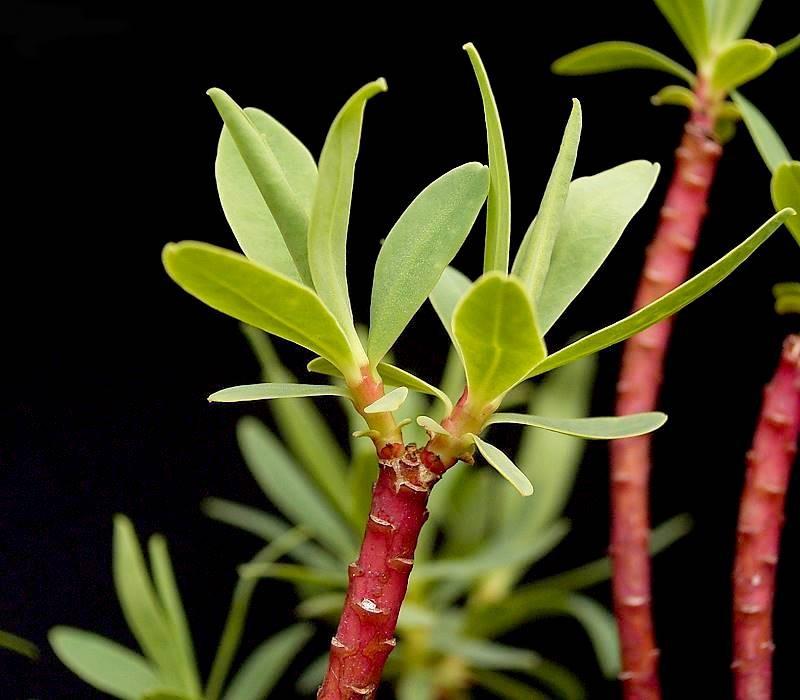 How to Propagate Tree spurge: Complete Propagation Guide | ForwardPlant