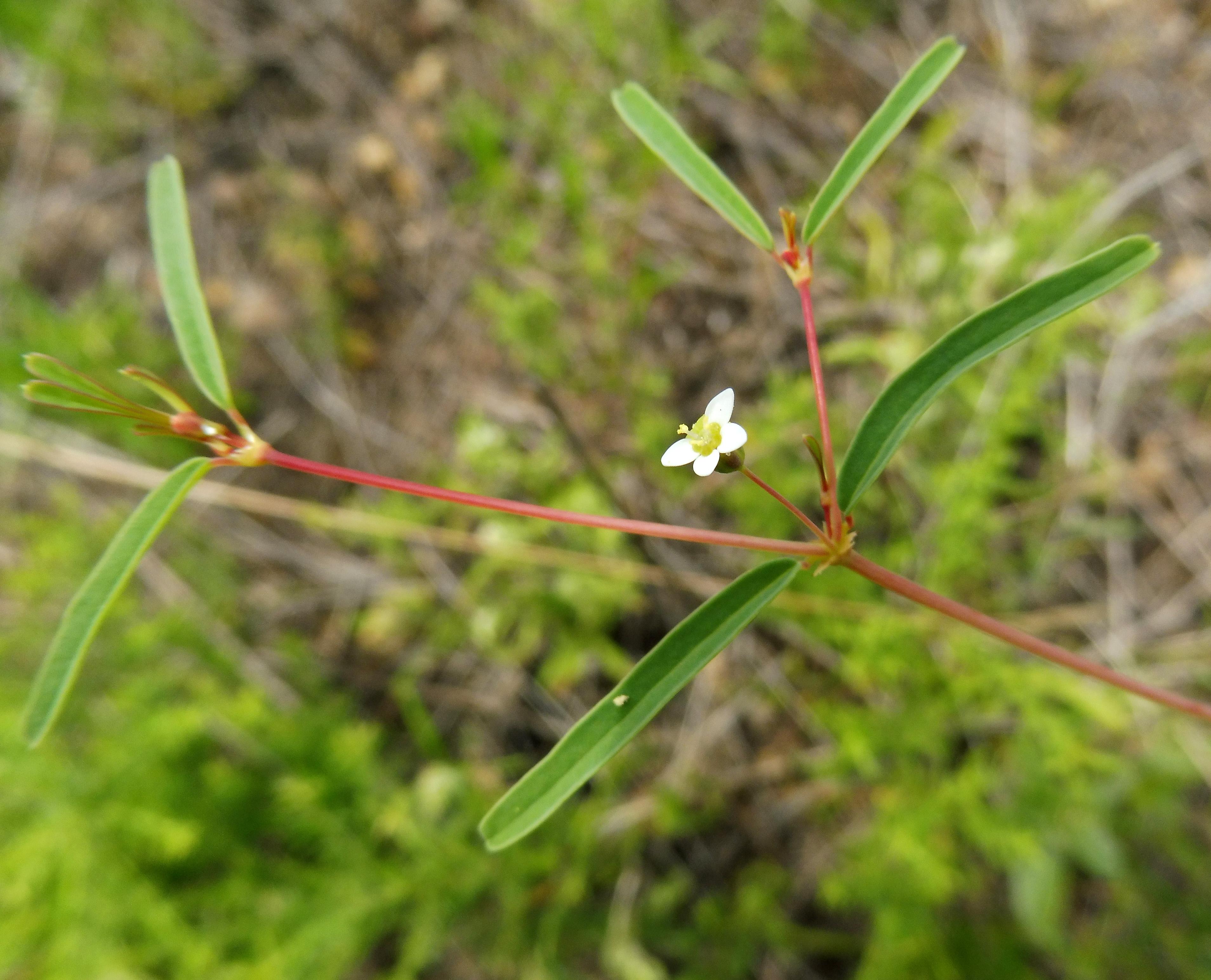 Prairie sandmat (Euphorbia missurica) Care Guide: Pests, Diseases ...