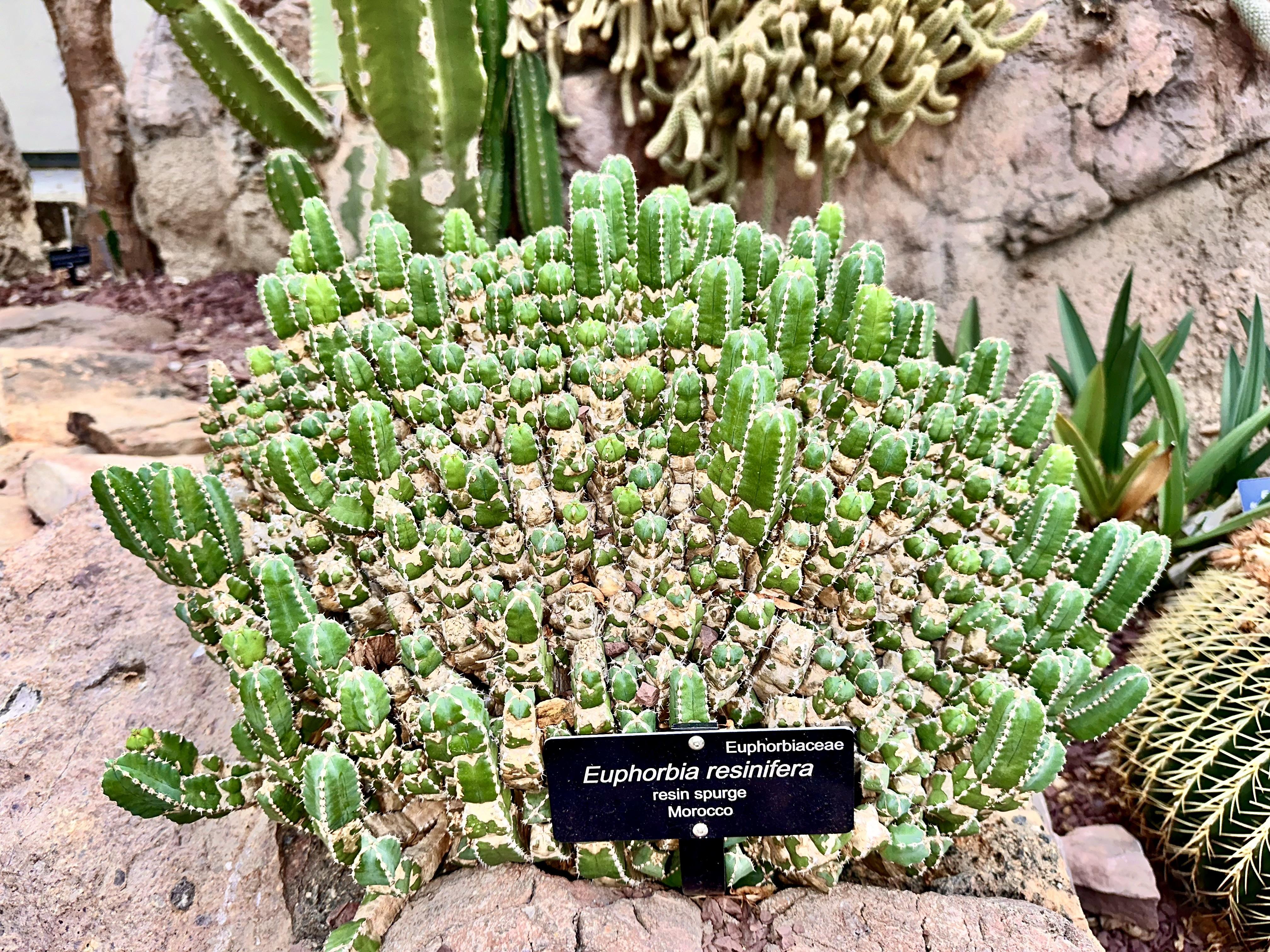 Resin spurge (Euphorbia resinifera) Care Guide: Pests, Diseases ...