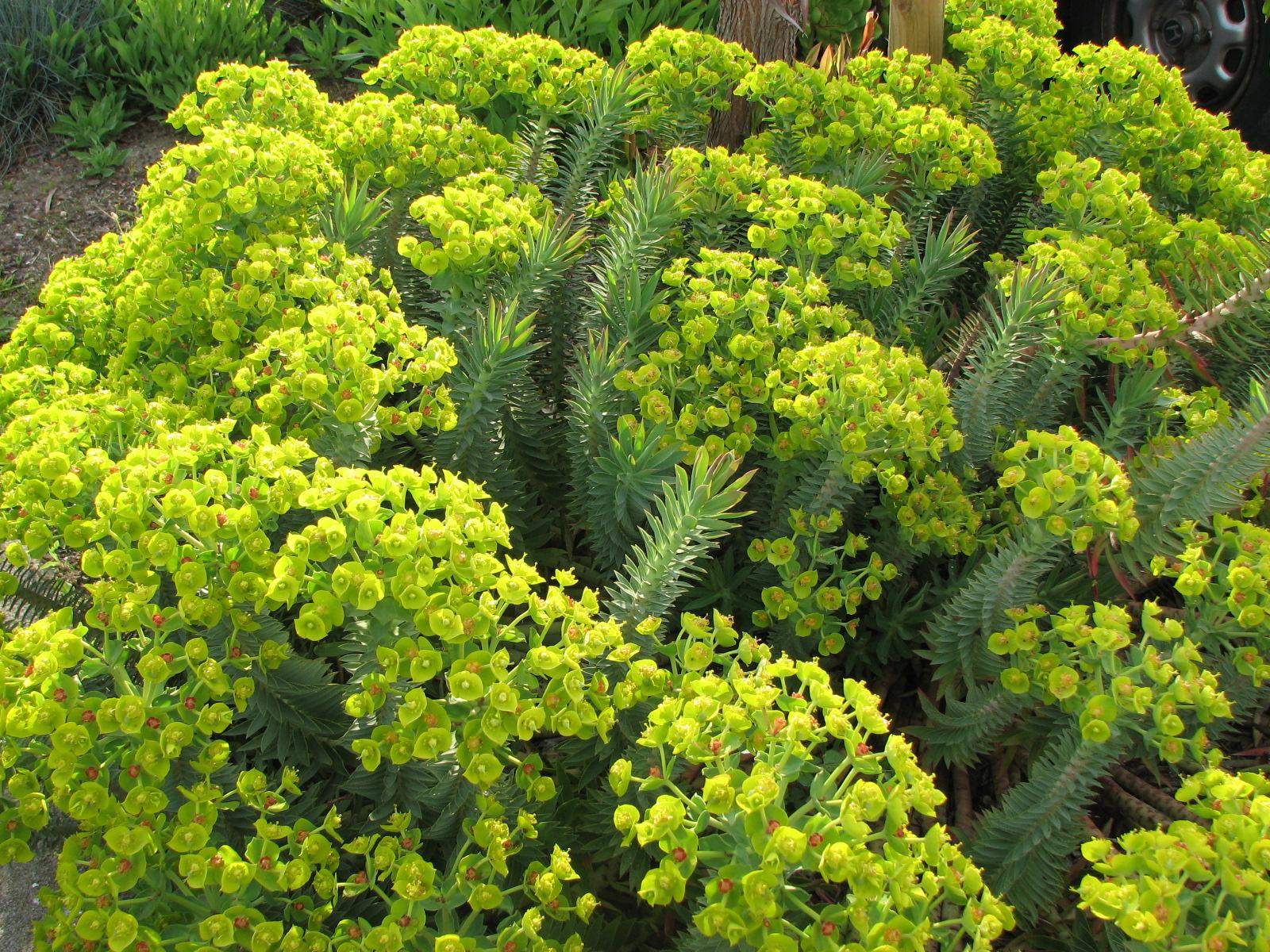 Upright myrtle spurge (Euphorbia rigida) Care Guide: Pests, Diseases ...