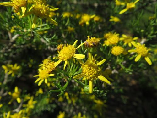 Hawk's eye (Euryops multifidus) Care Guide: Pests, Diseases, Watering ...