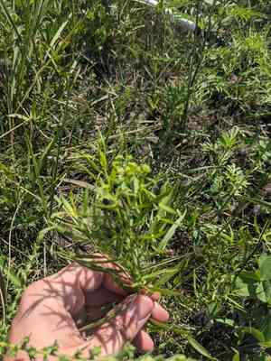 Texas goldentop (Euthamia gymnospermoides) Care Guide: Pests, Diseases ...