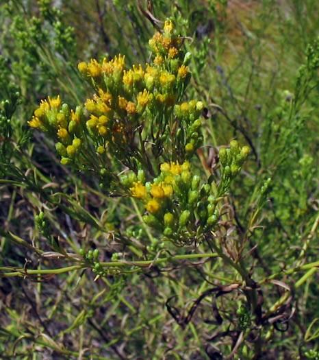 Western goldentop (Euthamia occidentalis) Care Guide: Pests, Diseases ...
