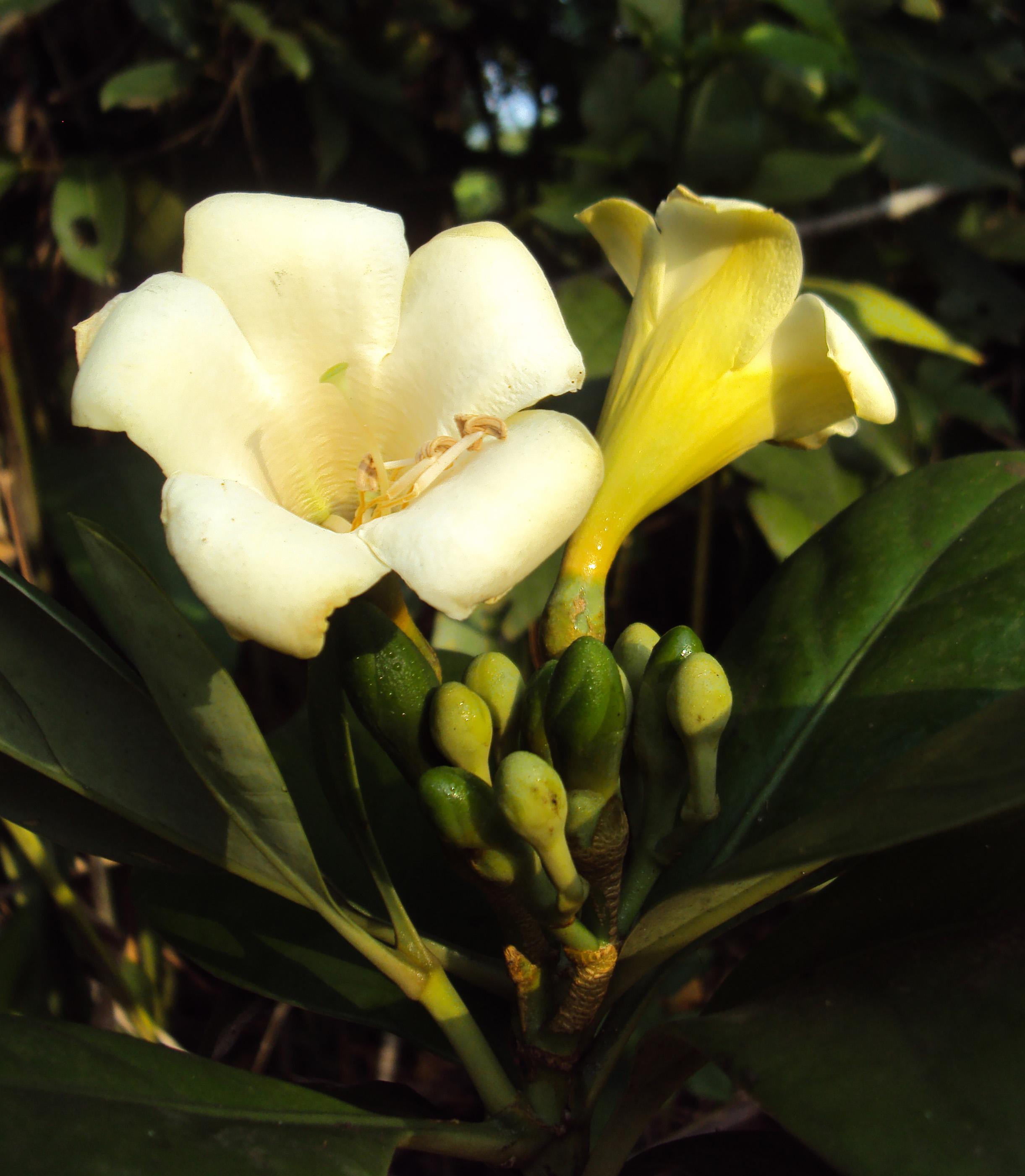 Perfume flower tree (Fagraea ceilanica) Care Guide: Pests, Diseases ...
