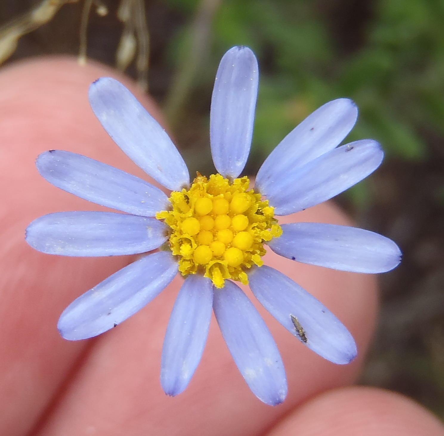 Felicia amoena (Felicia amoena) Care Guide: Pests, Diseases, Watering ...