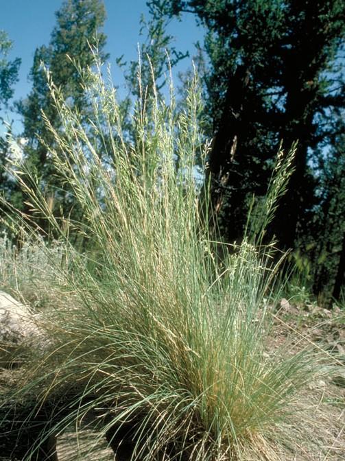 Arizona fescue (Festuca arizonica) Care Guide: Pests, Diseases ...