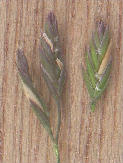 Hard fescue (Festuca ovina) Care Guide: Pests, Diseases, Watering ...
