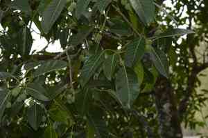 Calloused fig (Ficus callosa) Care Guide: Pests, Diseases, Watering ...