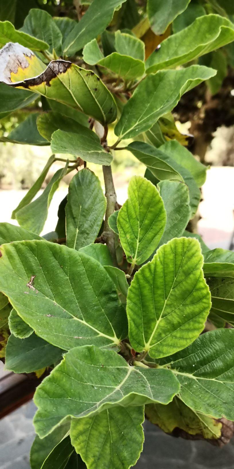 Sycamore fig (Ficus sycomorus) Care Guide: Pests, Diseases, Watering ...
