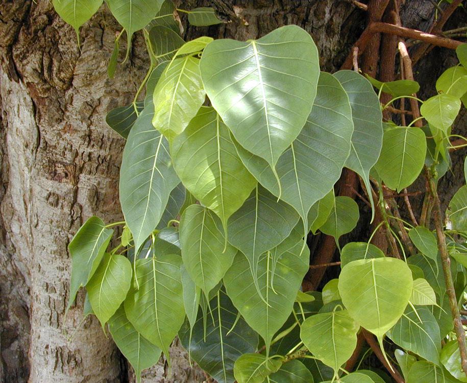 Fig trees (Ficus) (Ficus) Care Guide: Pests, Diseases, Watering ...