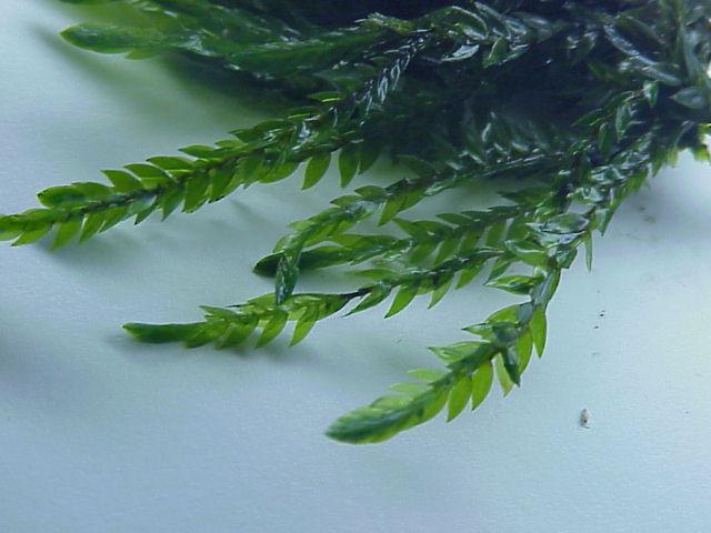 Common water moss (Fontinalis antipyretica) Care Guide: Pests, Diseases ...