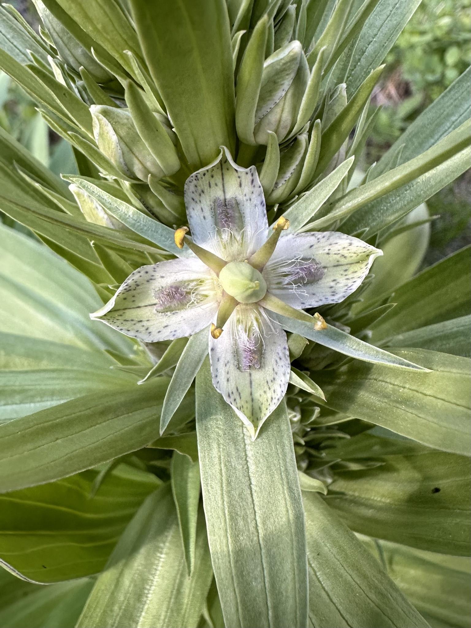 Elkweed (Frasera speciosa) Care Guide: Pests, Diseases, Watering ...