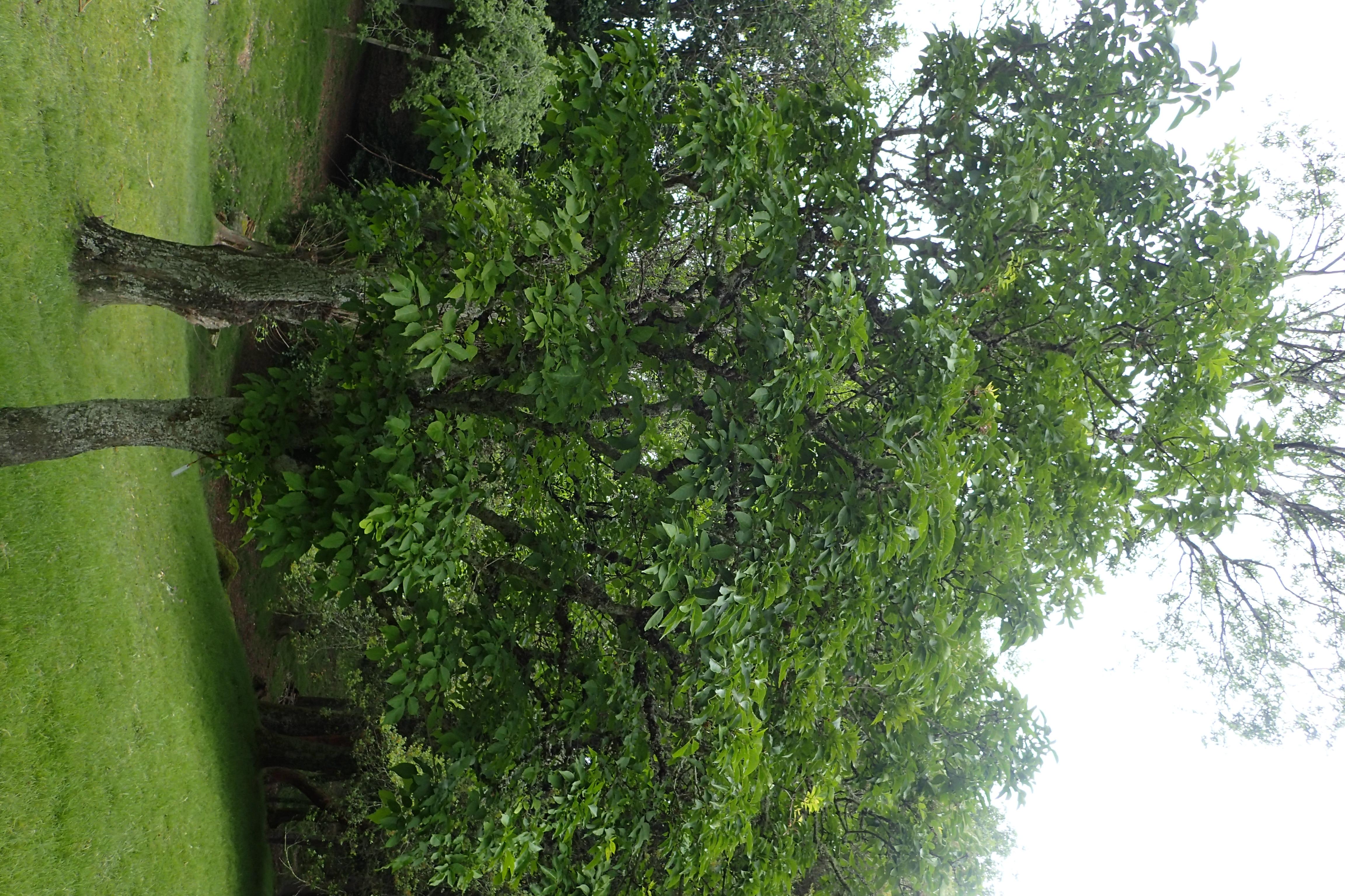 Chinese ash (Fraxinus chinensis) Care Guide: Pests, Diseases, Watering ...