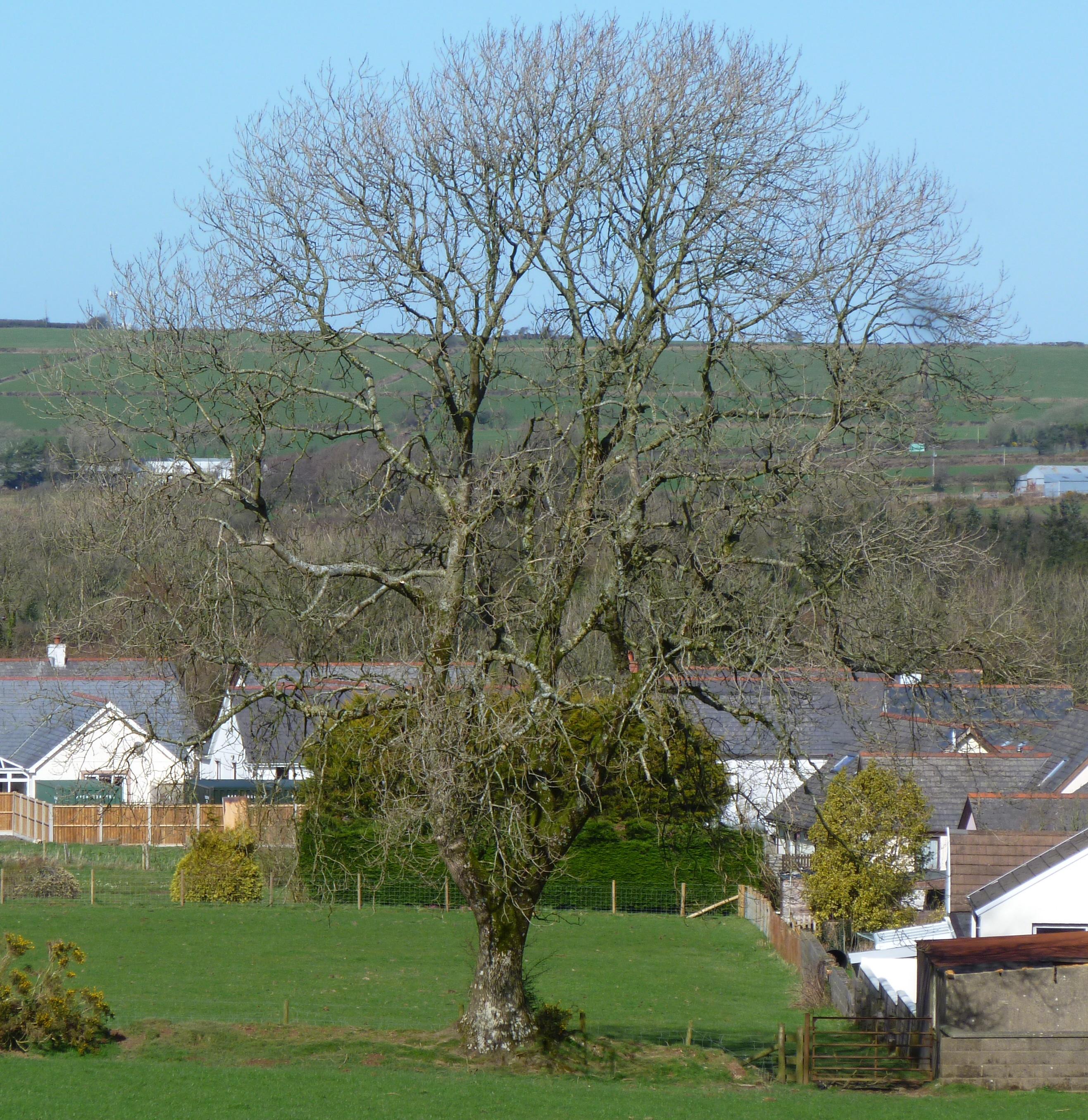 European ash (Fraxinus excelsior) Care Guide: Pests, Diseases, Watering ...