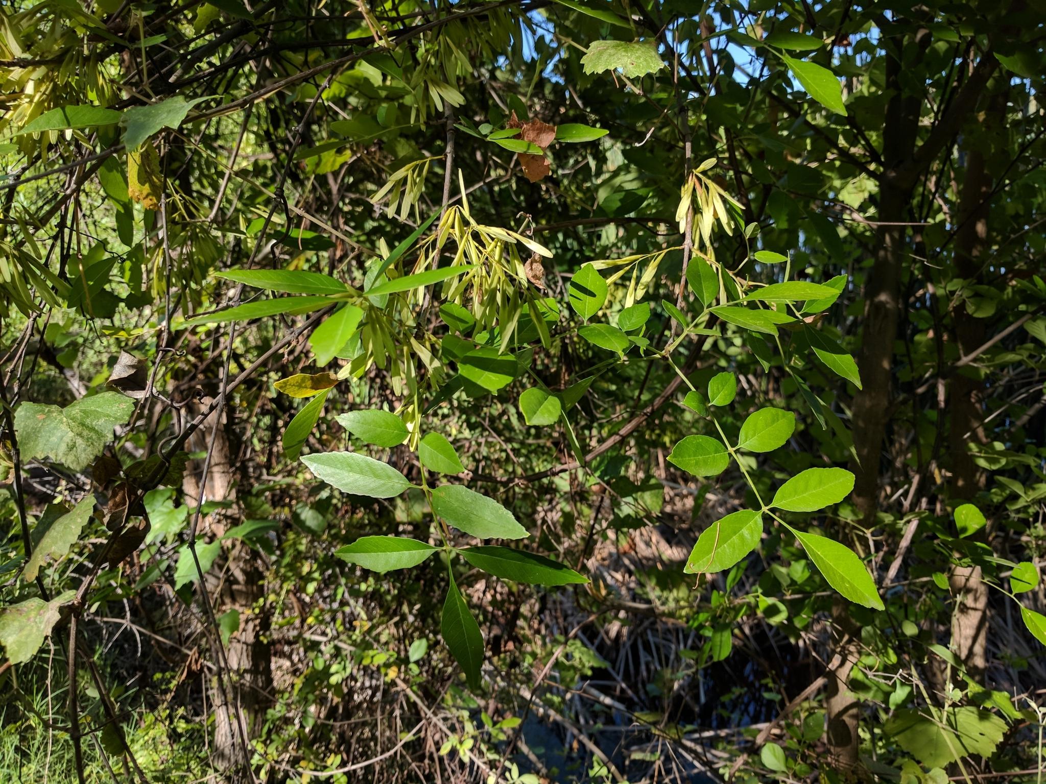 Goodding's ash (Fraxinus gooddingii) Care Guide: Pests, Diseases ...