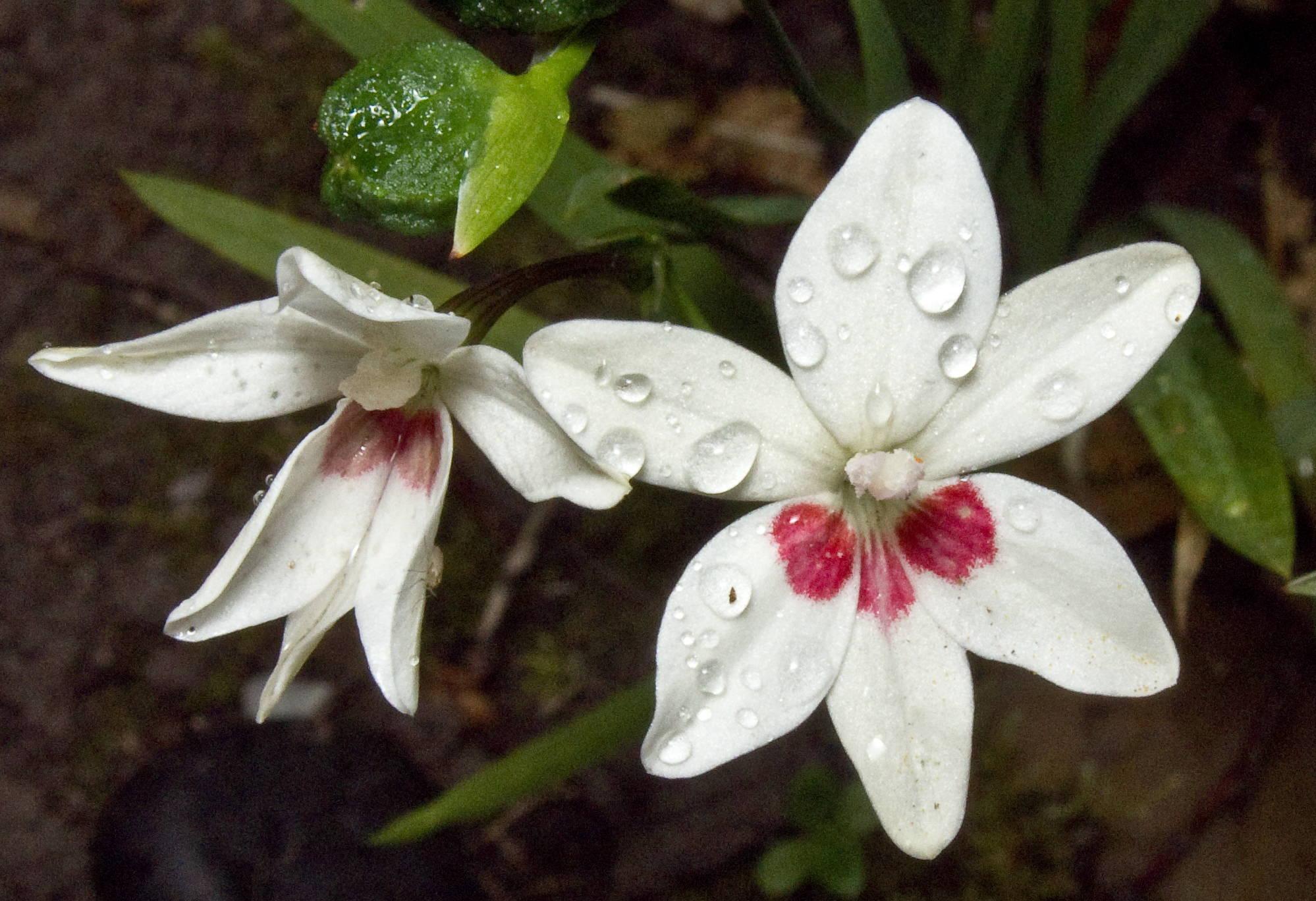 Flowering grass (Freesia laxa) Care Guide: Pests, Diseases, Watering ...