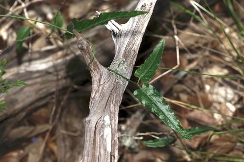 Wavy-leaf twinevine (Funastrum crispum) Care Guide: Pests, Diseases ...